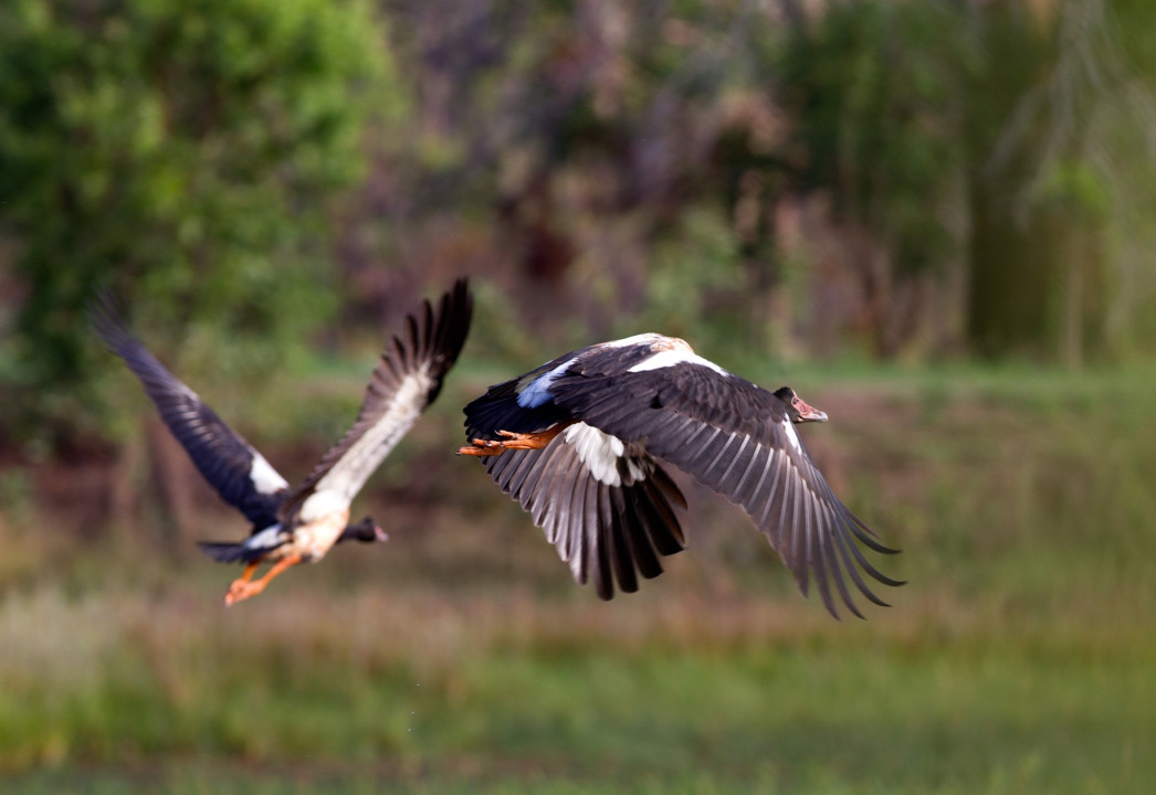 Ranger Rehabilitation Overview - Energy Resources of Australia